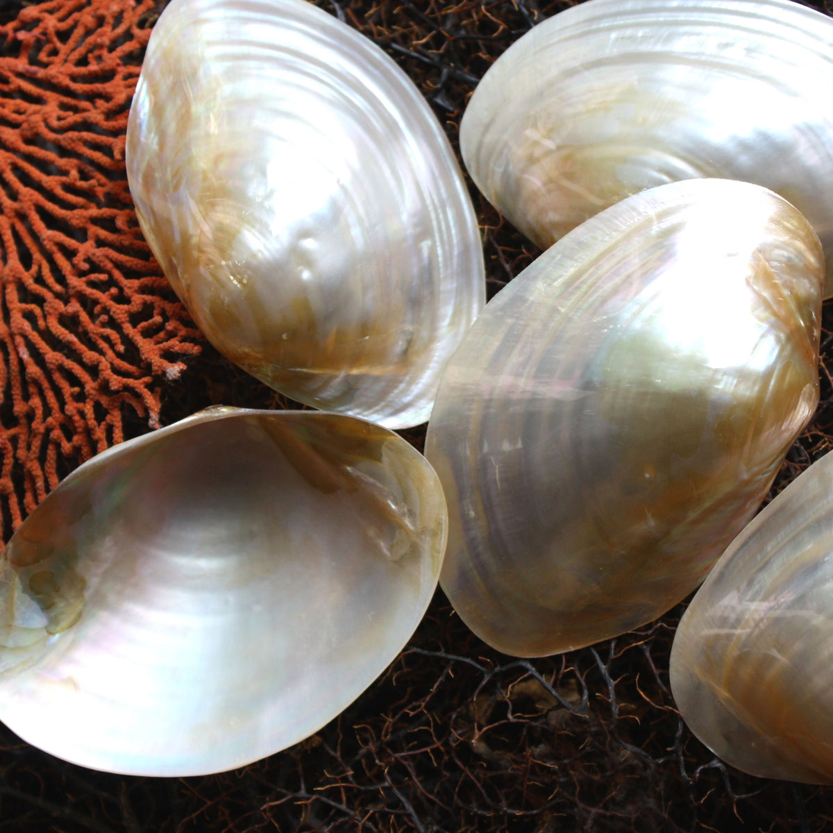 Pearled Pale Gold Mussel Shells – Peek A Blue