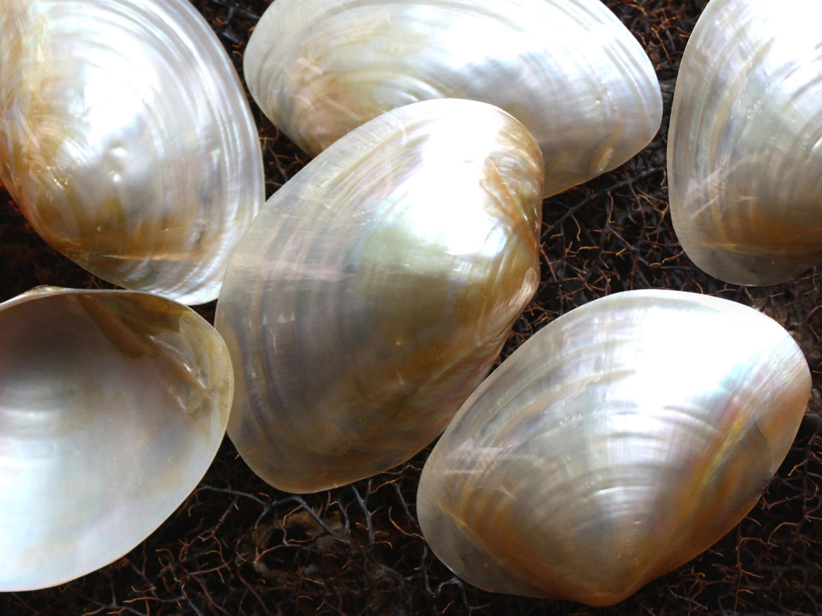 Pearled Pale Gold Mussel Shells – Peek A Blue