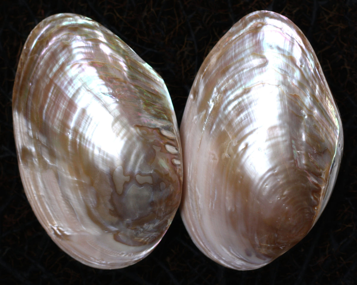 Pearly Pink Mussel Seashells – Peek A Blue