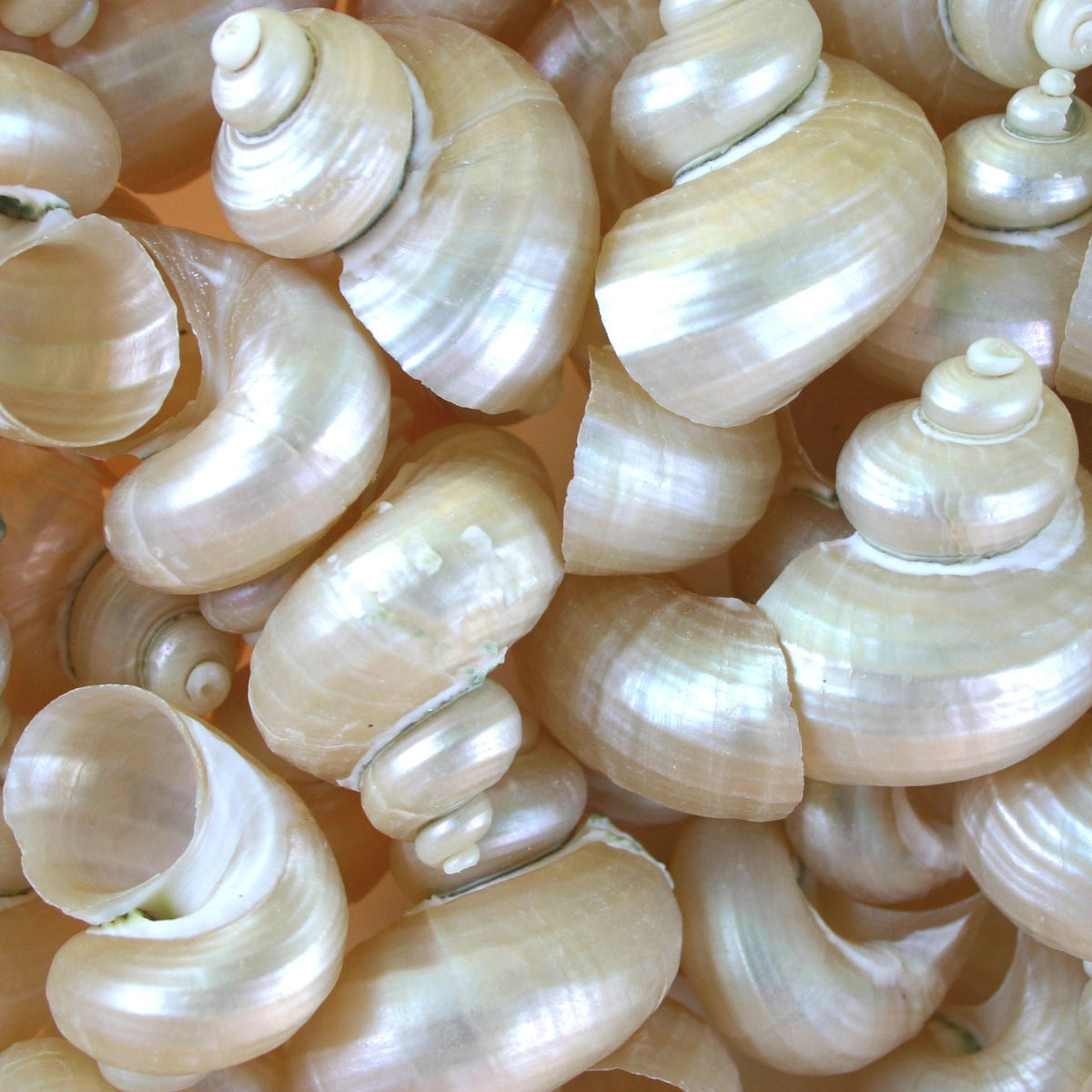 Pearled Turbo Seashells - 1 Kg – Peek A Blue