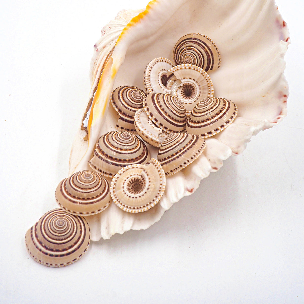 Natural Tan Spiral Sundial Shells - Pack 10, 25 and 50 – Peek A Blue