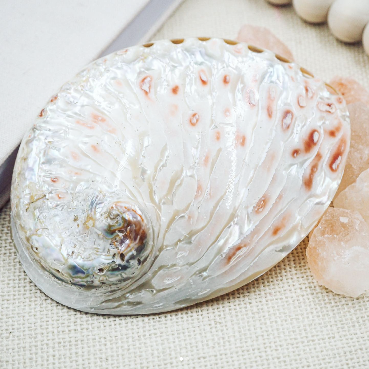 Natural Pink and Pearl White Abalone Shell – Peek A Blue