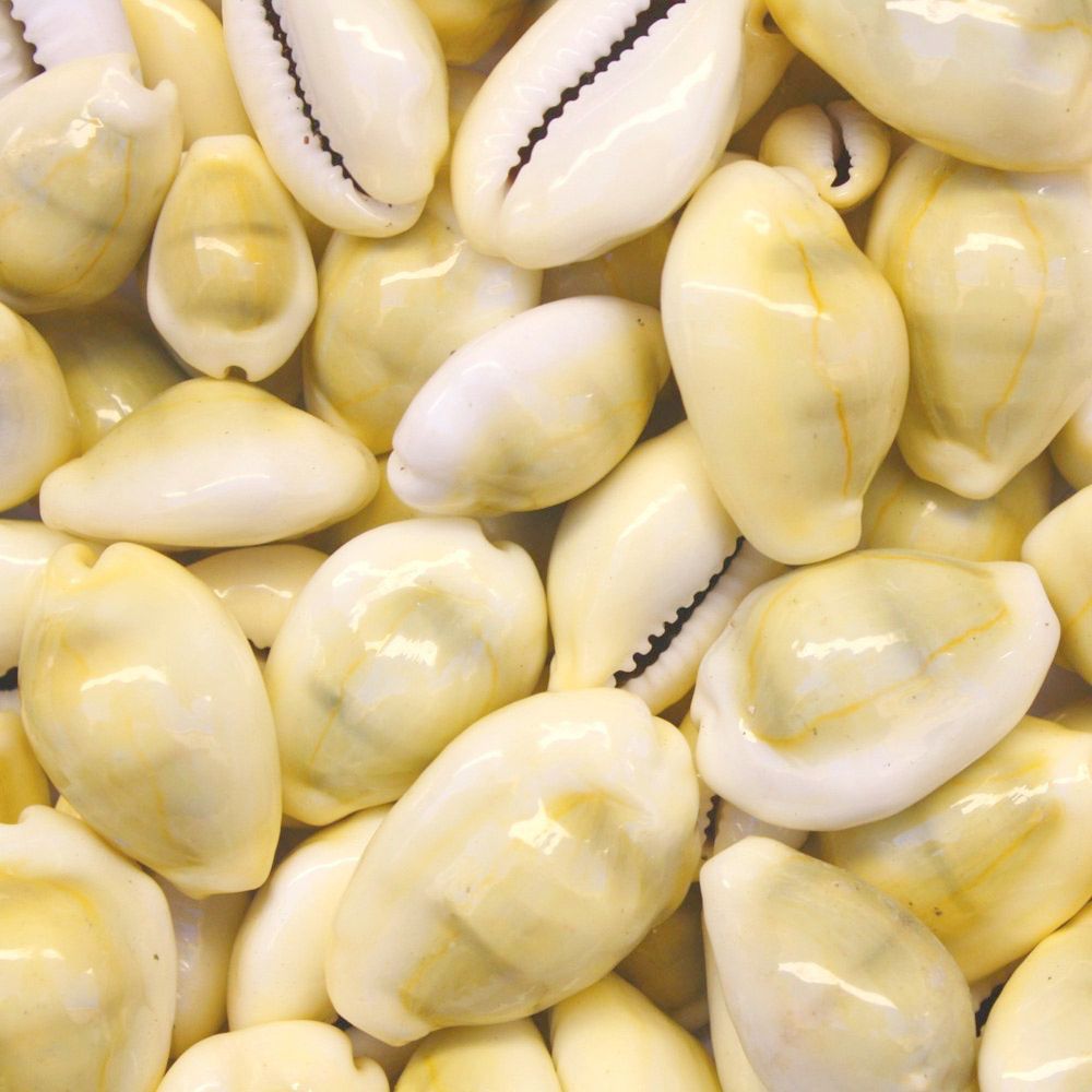 Creamy Beige Cowrie Seashells - 1 Kg – Peek A Blue