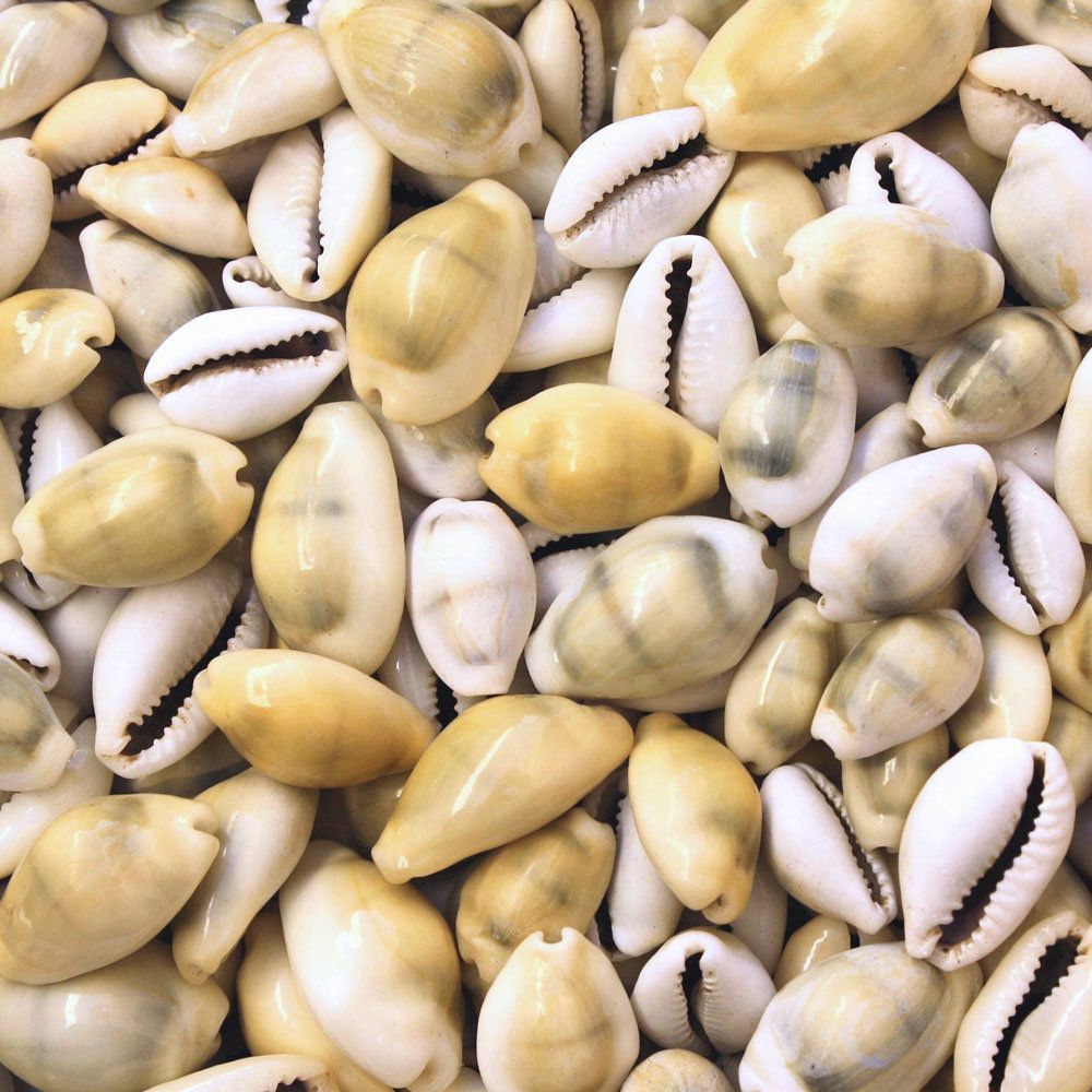 Creamy Beige Cowrie Seashells - 1 Kg – Peek A Blue