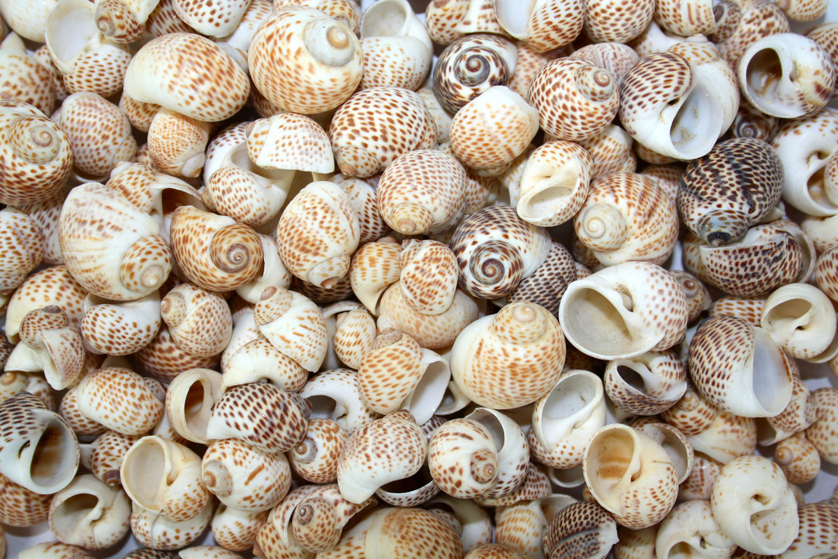Beige and White Spotted Tiger Moon Shells - 1 Kg – Peek A Blue