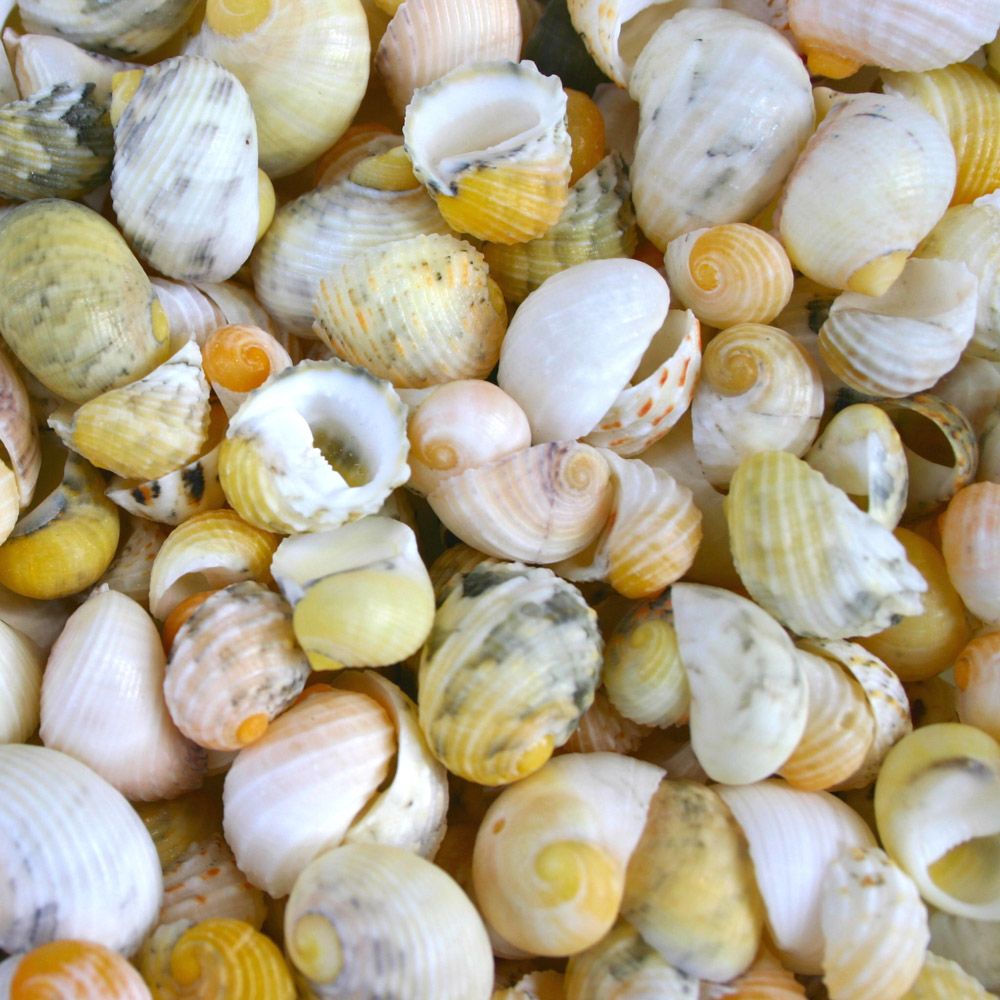 Bright Citrus Mix Nerita Sea Snail Shells - 1 Kg – Peek A Blue