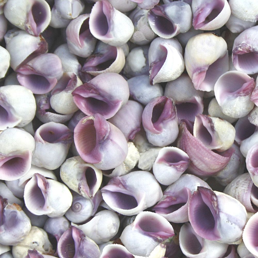 Purple Violet Sea Snail Neritina Shells - 1 Kg – Peek A Blue