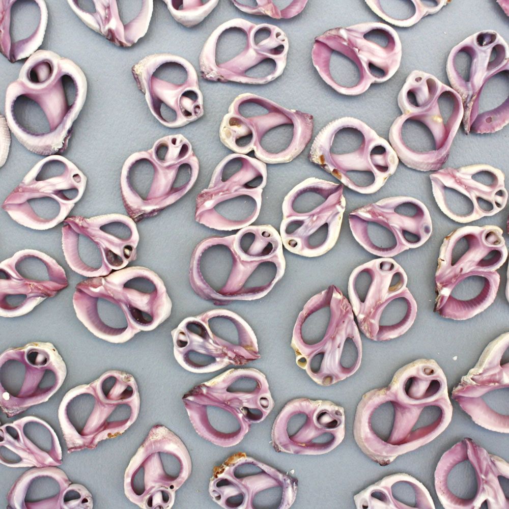 Sliced Purple Violet Sea Snail Neritina Shells - Pack of 100 – Peek A Blue