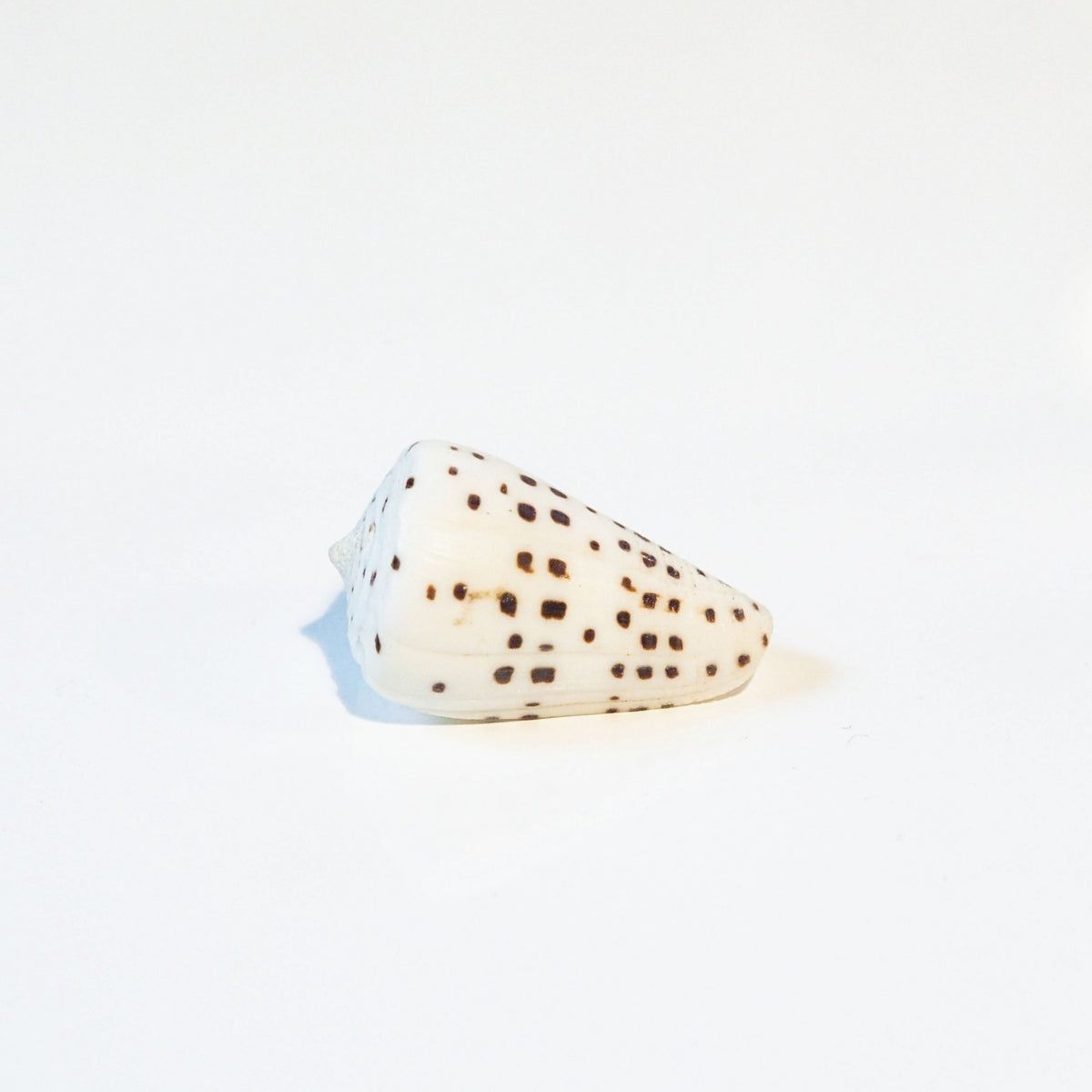 White and Tan Speckled Cones Shells – Peek A Blue