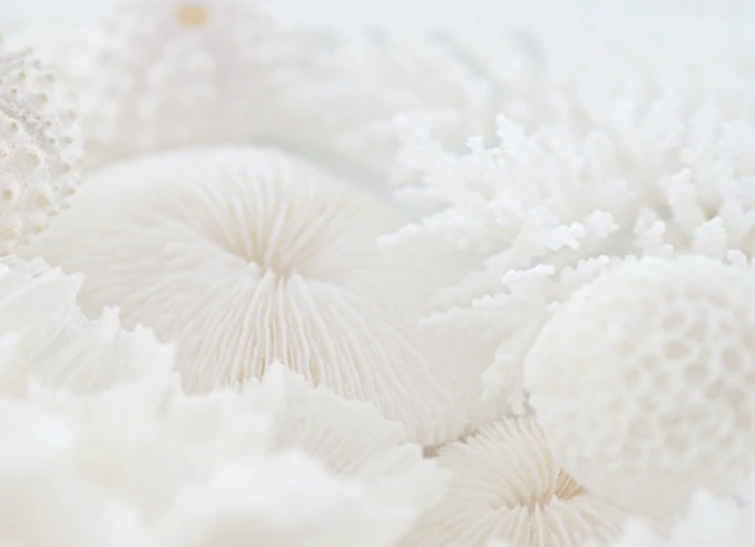 Peek A Blue - Seashells, Coral and Coastal Decor