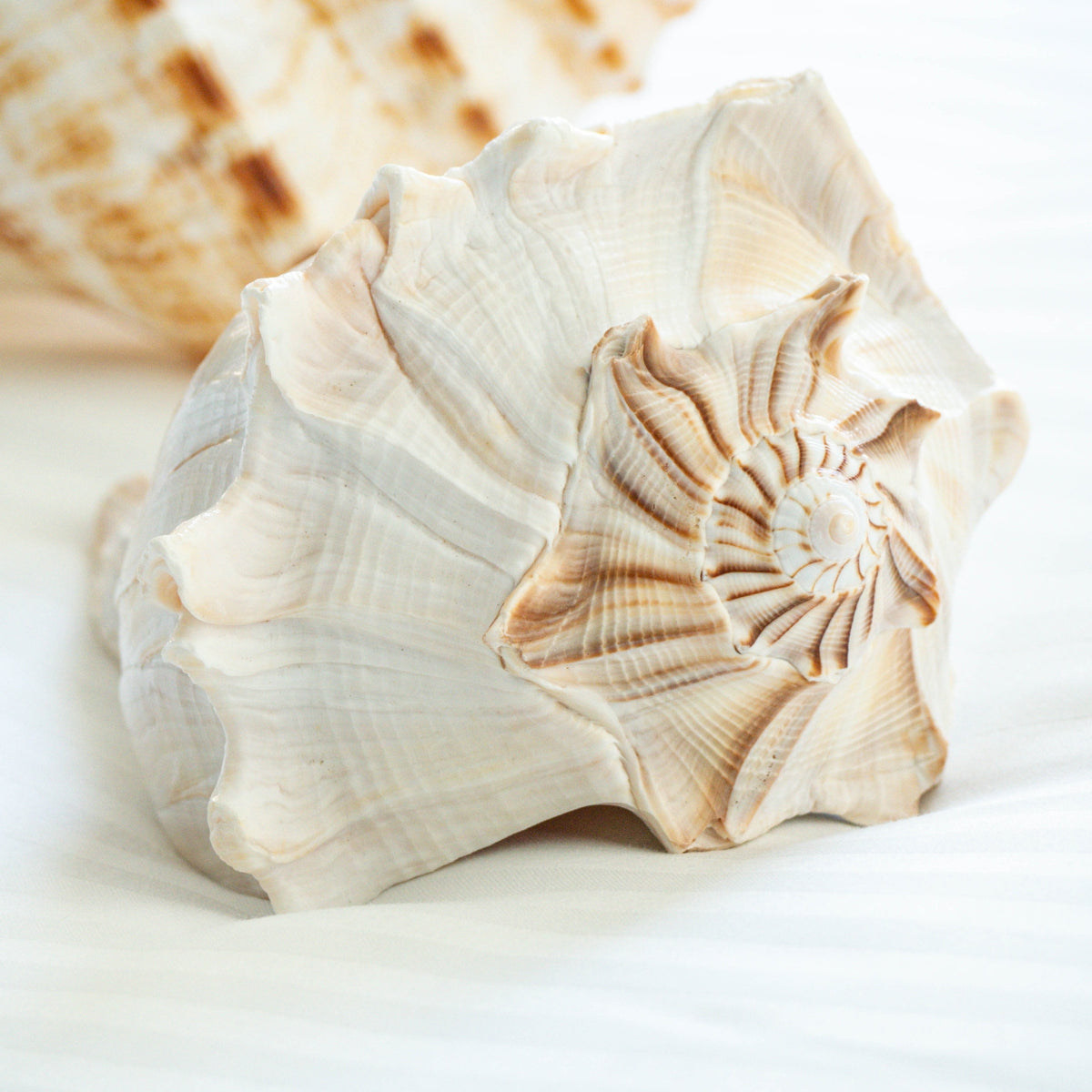 White Heavy Left-Handed Conch Seashell – Peek A Blue