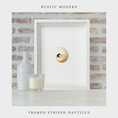 Peek A Blue - Seashells, Coral and Coastal Decor