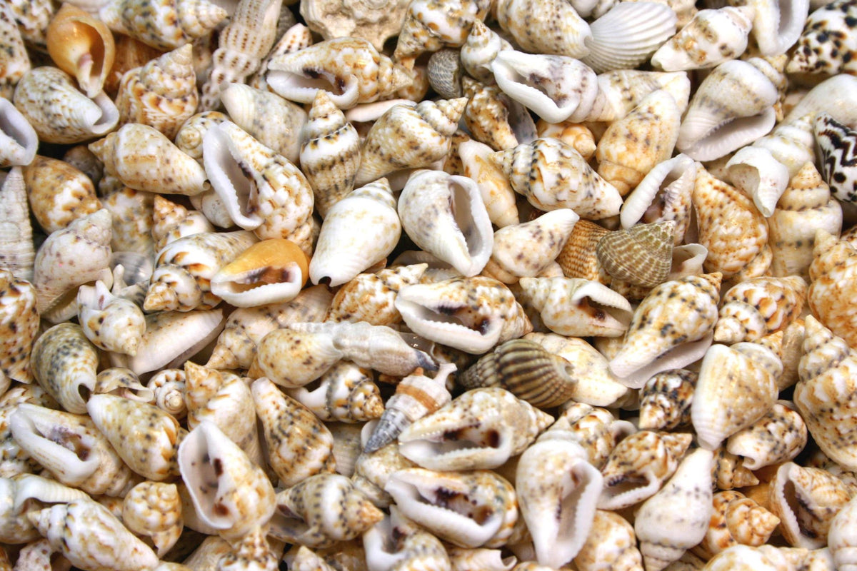 Beige and White Speckled Small Shell - 1 Kg – Peek A Blue