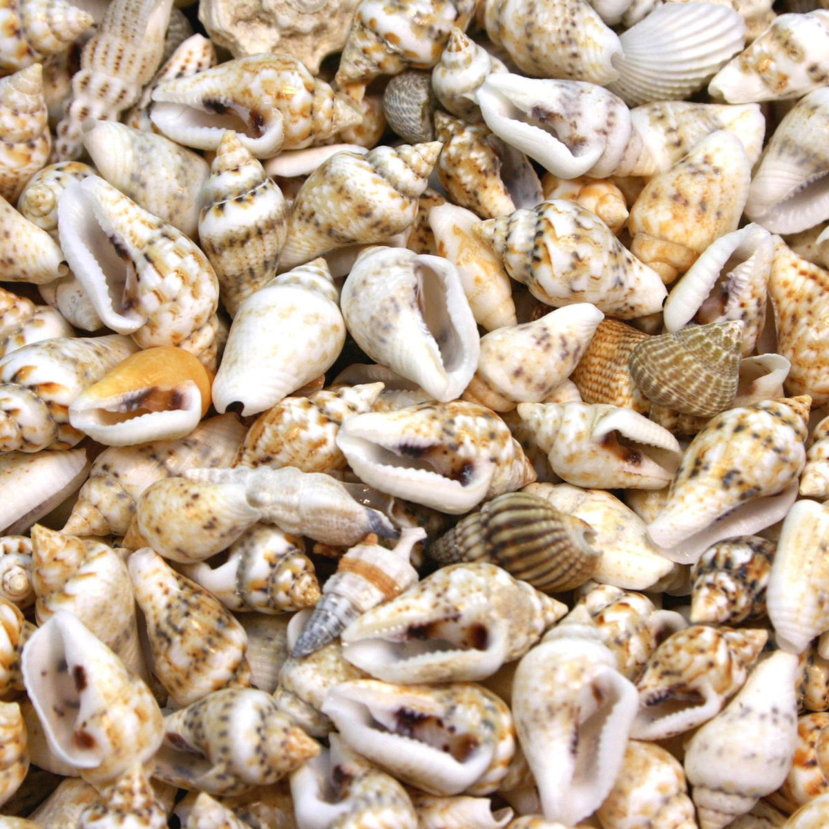 Beige and White Speckled Small Shell - 1 Kg – Peek A Blue