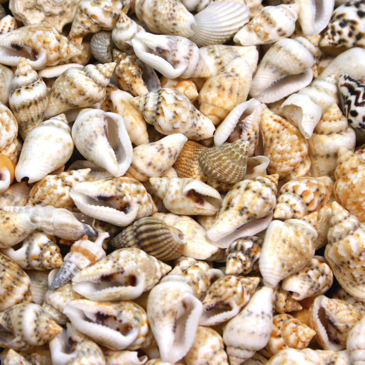 Beige and White Speckled Small Shell - 1 Kg – Peek A Blue