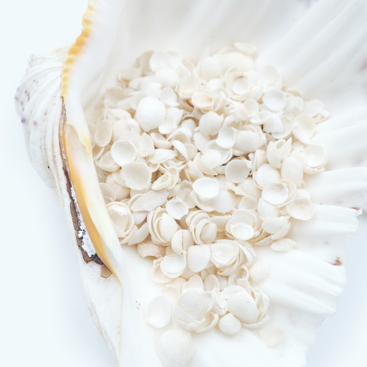 Tiny White Cap Cockle Shells - 1 Kg – Peek A Blue