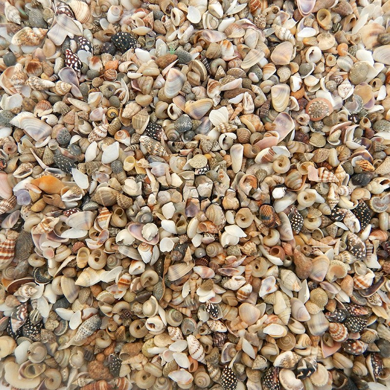 Premium Tiny Seashell Mix - 1 Kg – Peek A Blue