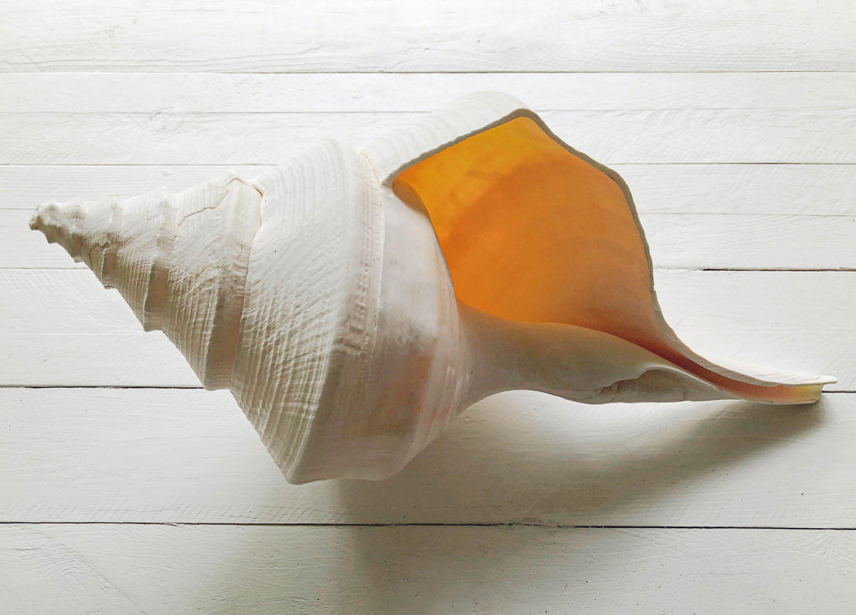 Giant Natural White Trumpet Triton Shell – Peek A Blue
