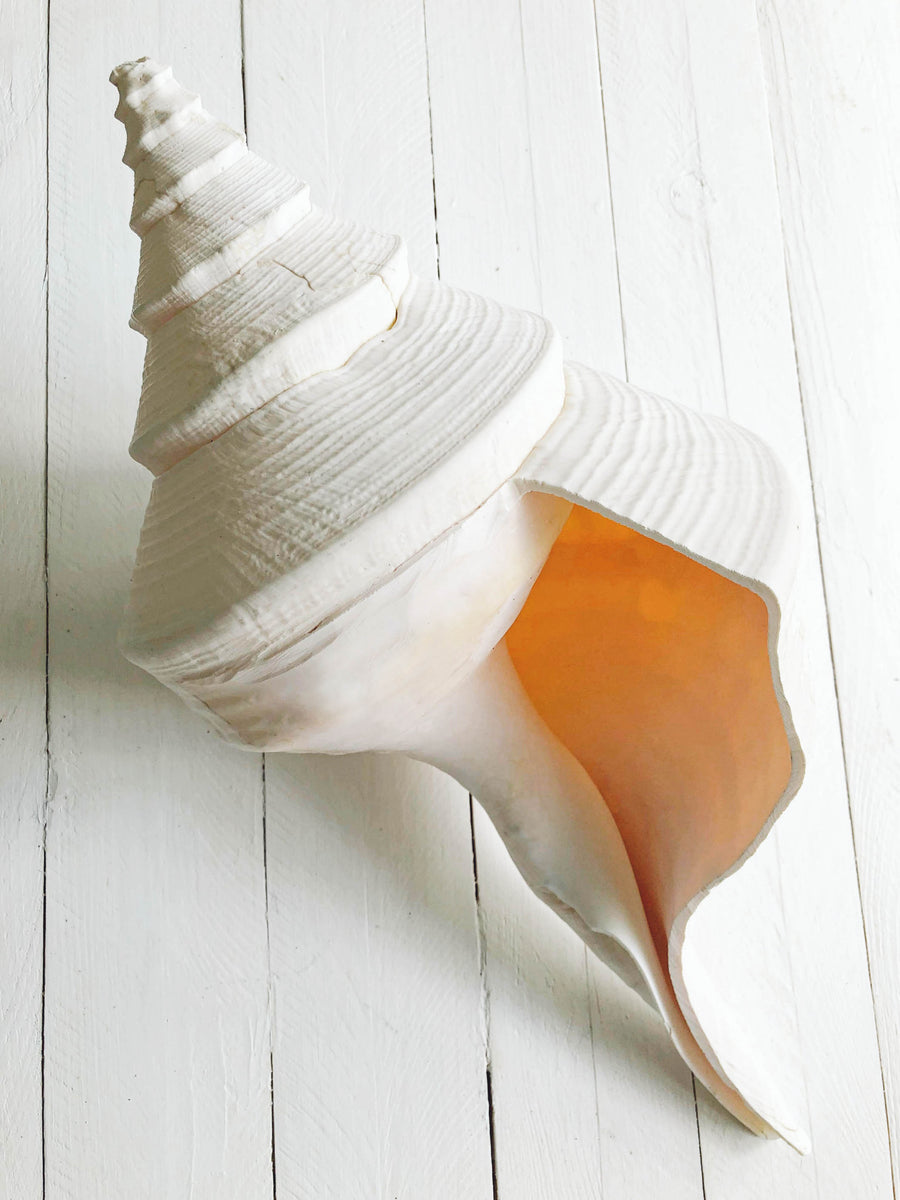 Giant Natural White Trumpet Triton Shell – Peek A Blue