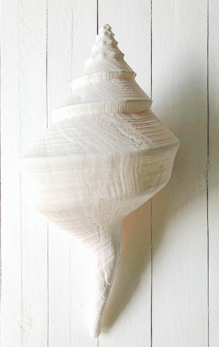Giant Natural White Trumpet Triton Shell – Peek A Blue
