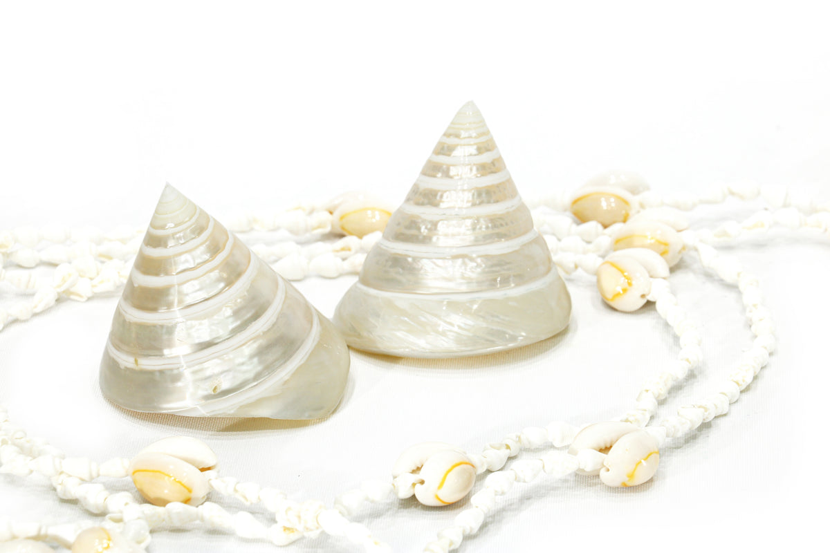 Pearled White Trochus Seashell – Peek A Blue