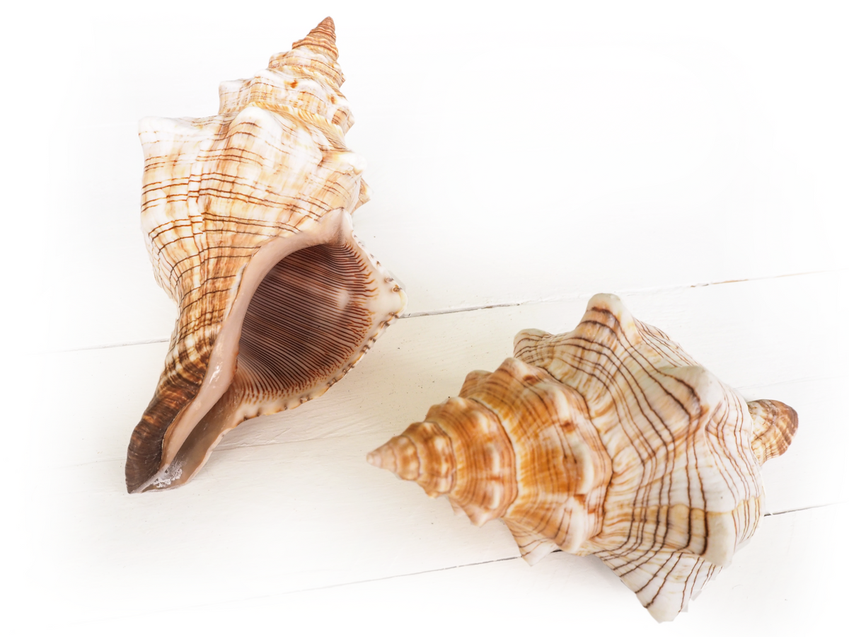 Beige Heavy Conch Seashell – Peek A Blue