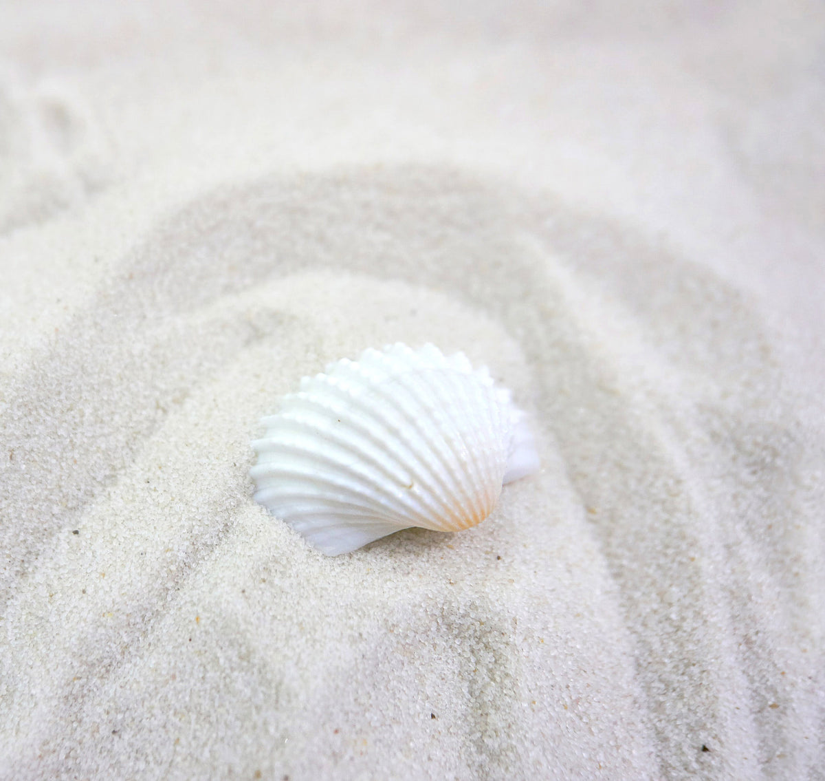 White Cockle Shells - 1 Kg – Peek A Blue