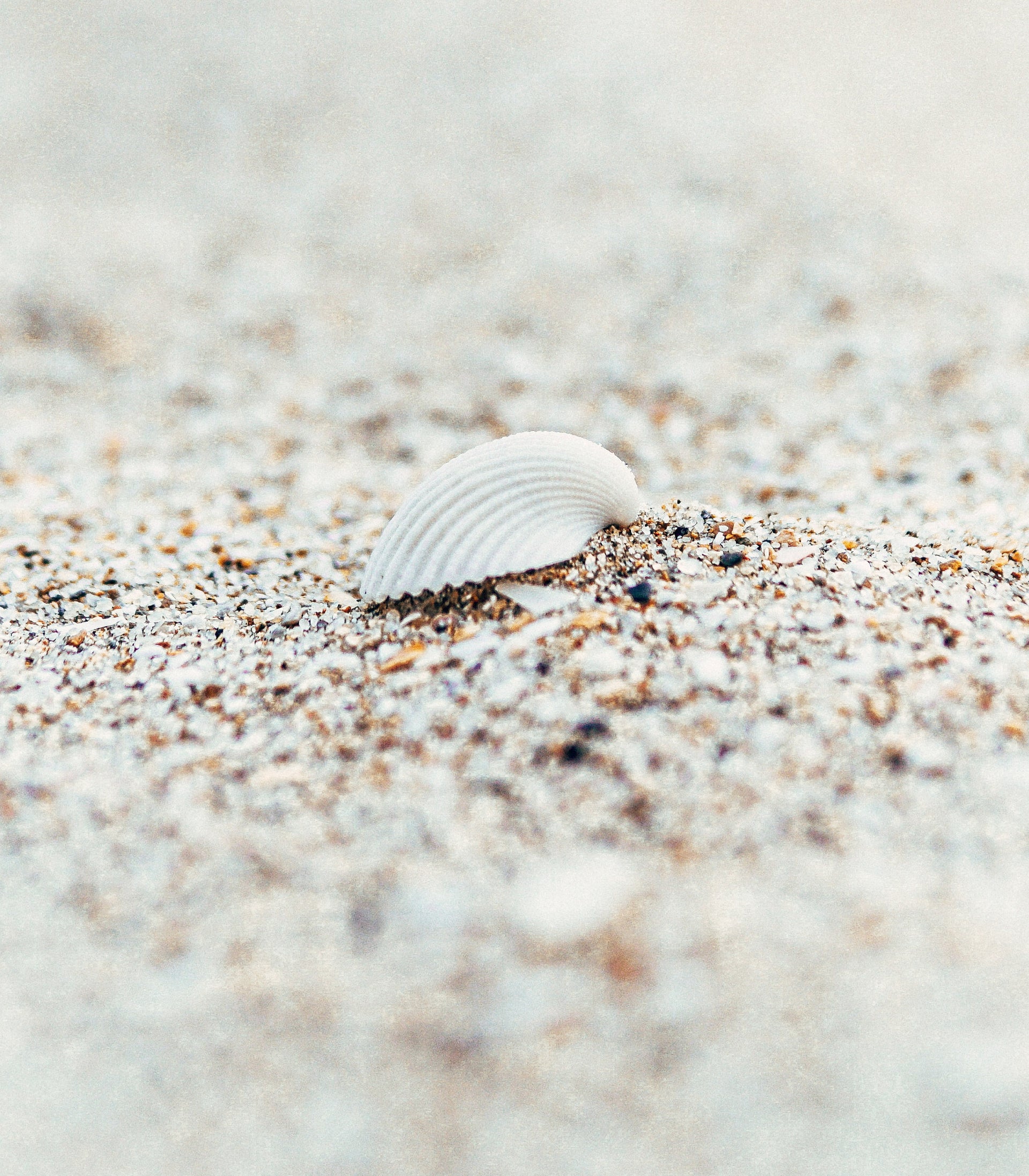White Cockle Shells - 1 Kg – Peek A Blue