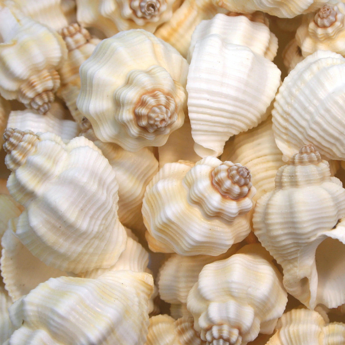 Creamy Beige Small Whelk Conch Shells - 1 Kg – Peek A Blue