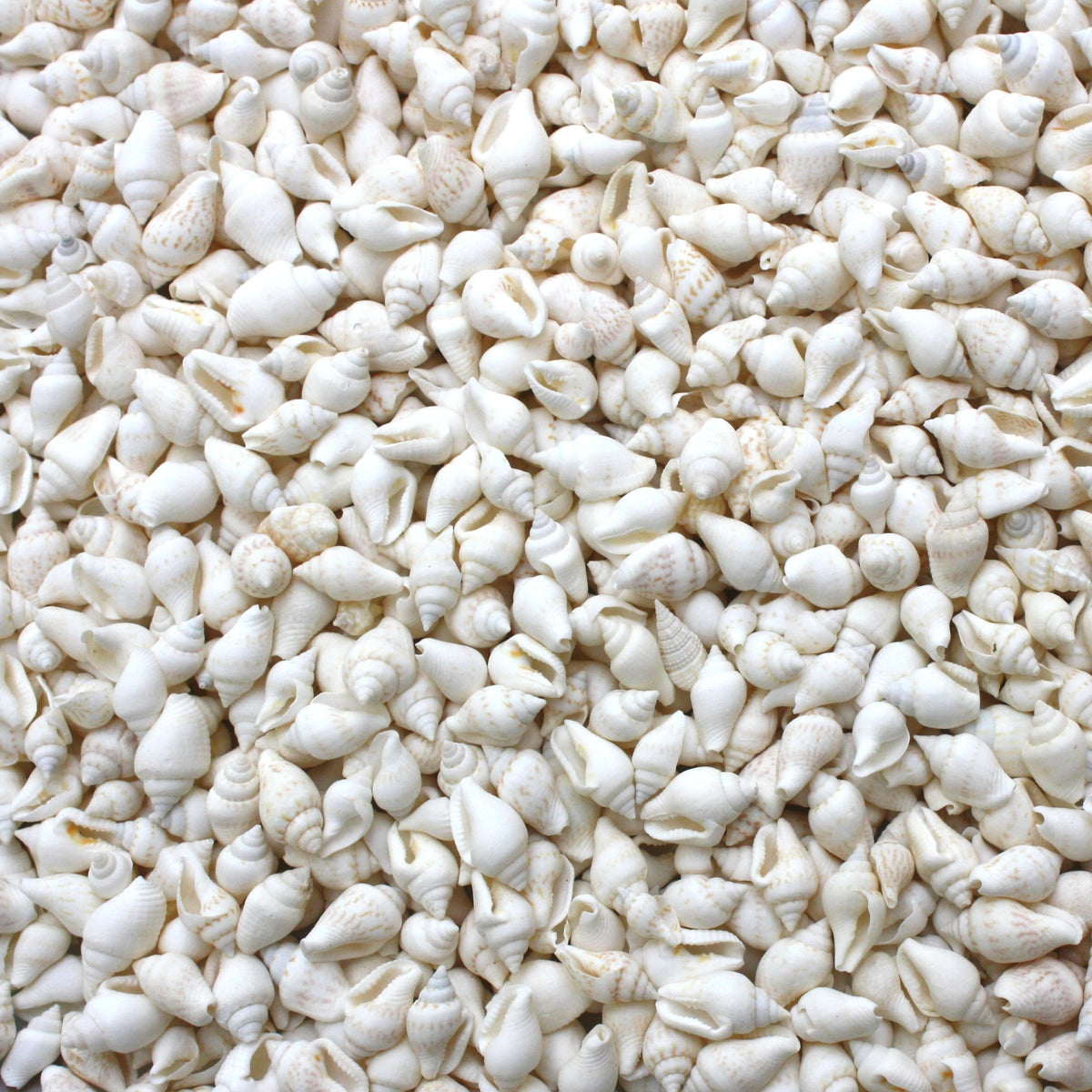 Dotted Dove White Tiny Whelk Seashells - 1 Kg – Peek A Blue
