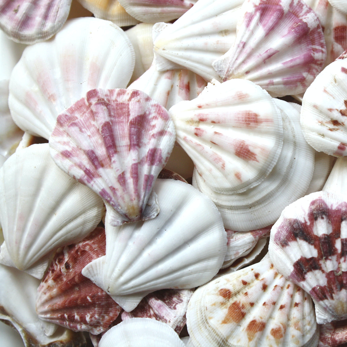 Strawberry Pink and White Scallop Seashells - 1 Kg – Peek A Blue
