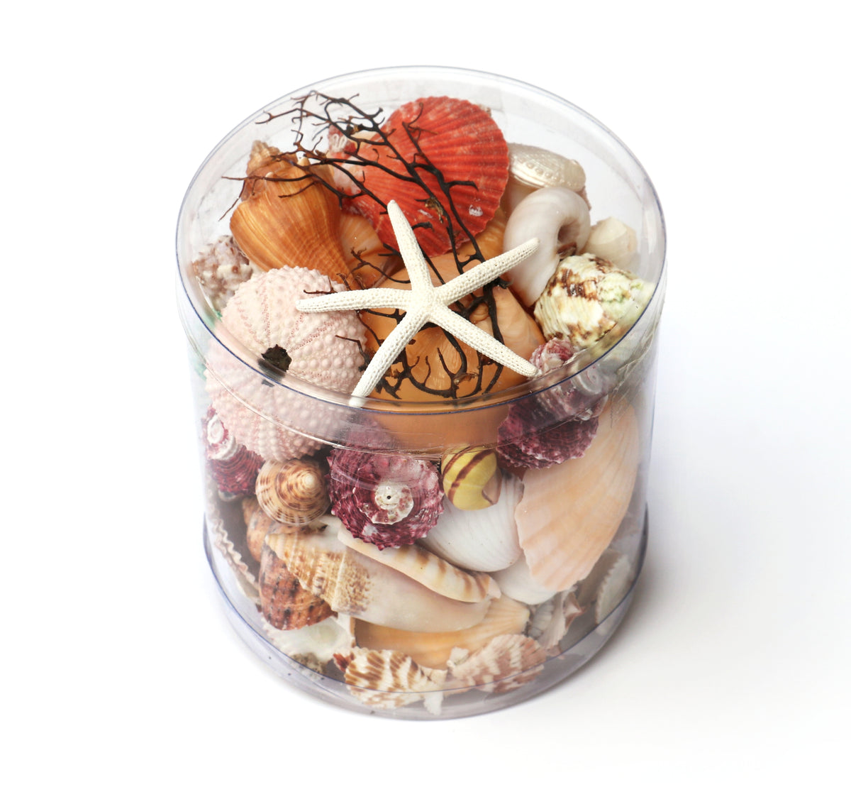 Premium Seashell Pack - Beach Box – Peek A Blue