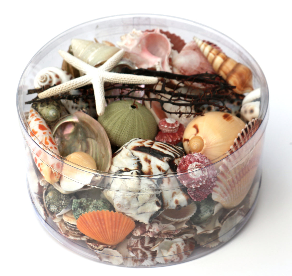 Premium Seashell Pack - Beach Box – Peek A Blue