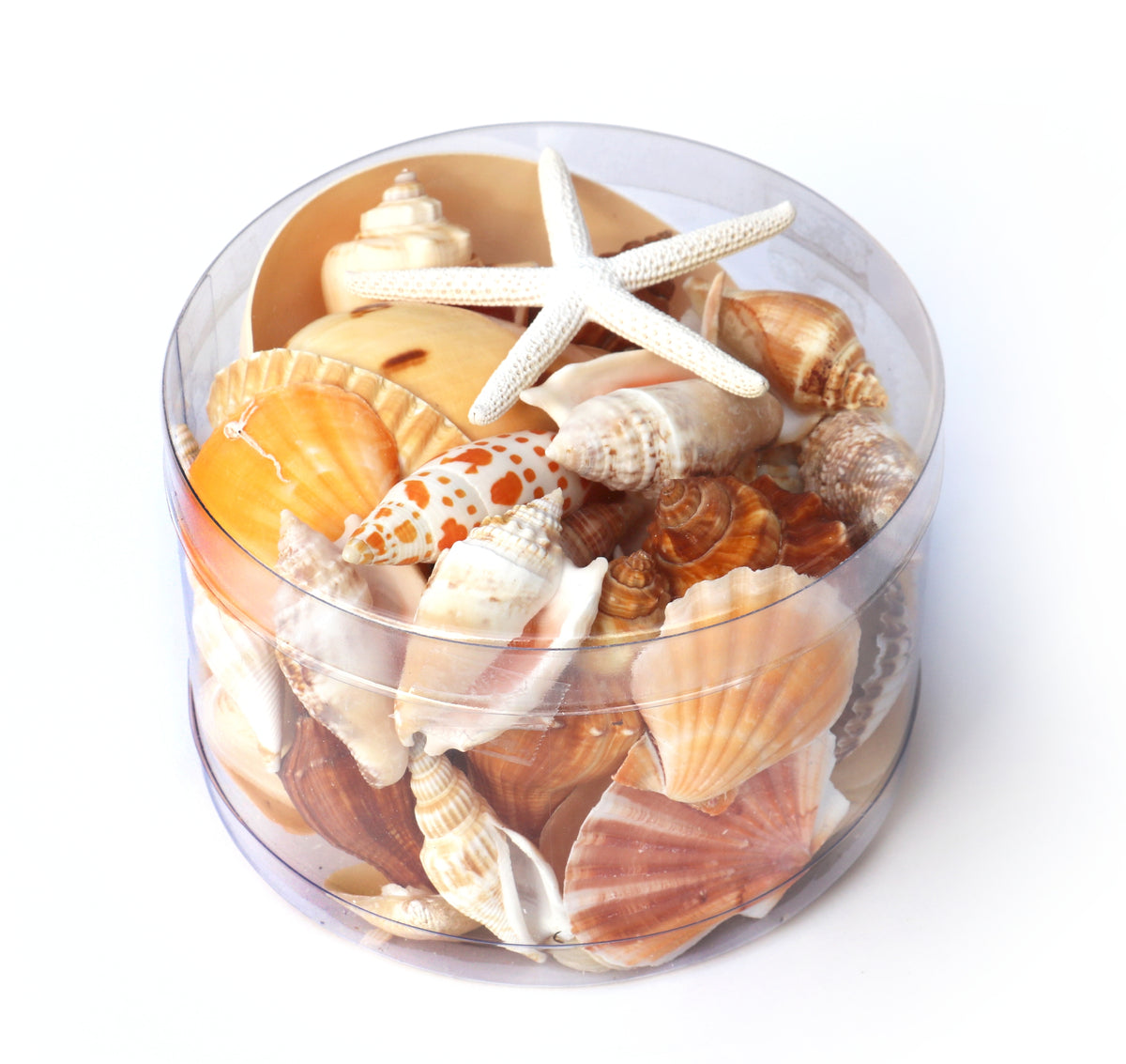 Premium Seashell Pack - Peaches and Cream – Peek A Blue