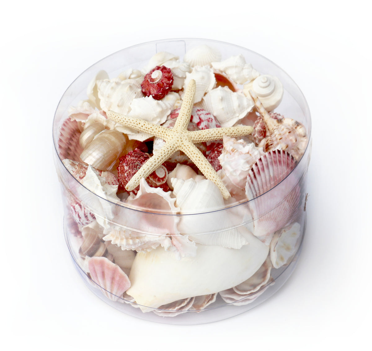 Premium Seashell Pack - Pink Glory – Peek A Blue