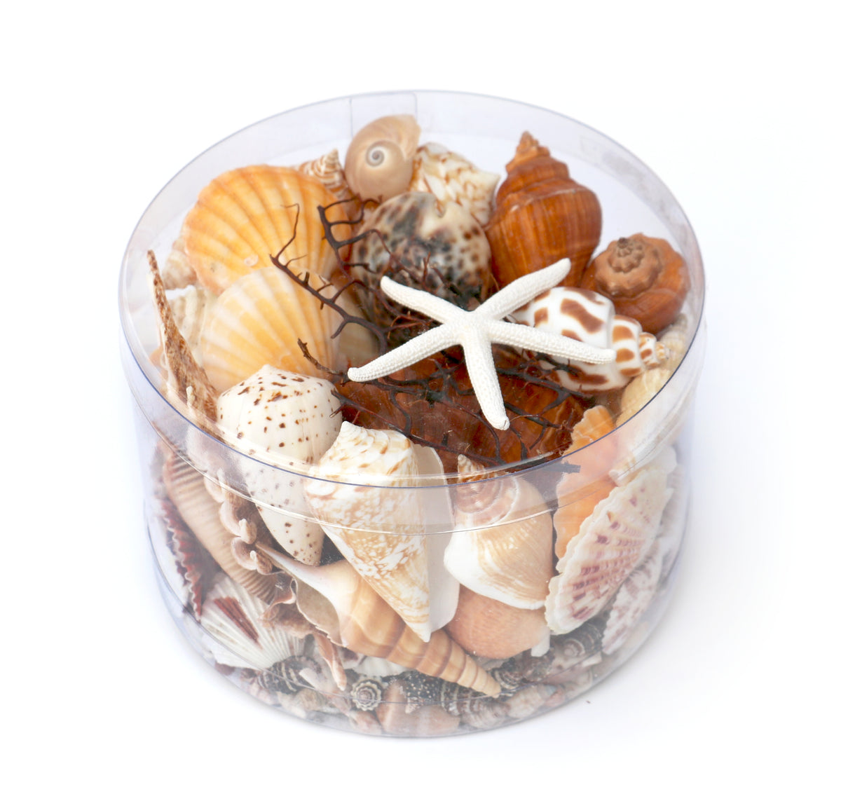 Premium Seashell Pack - Earth and Sun – Peek A Blue