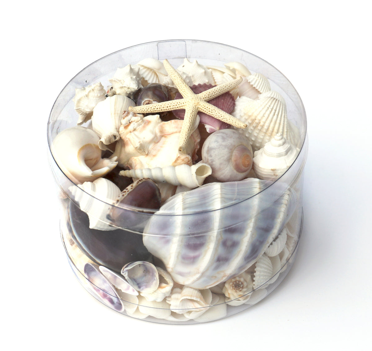 Premium Seashell Pack - Purple Paris – Peek A Blue