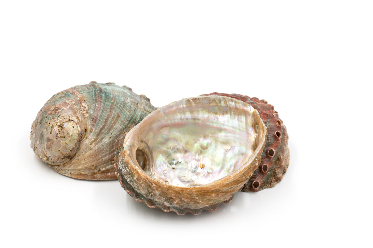 Abalone Shells – Tagged "abalone shells" – Peek A Blue