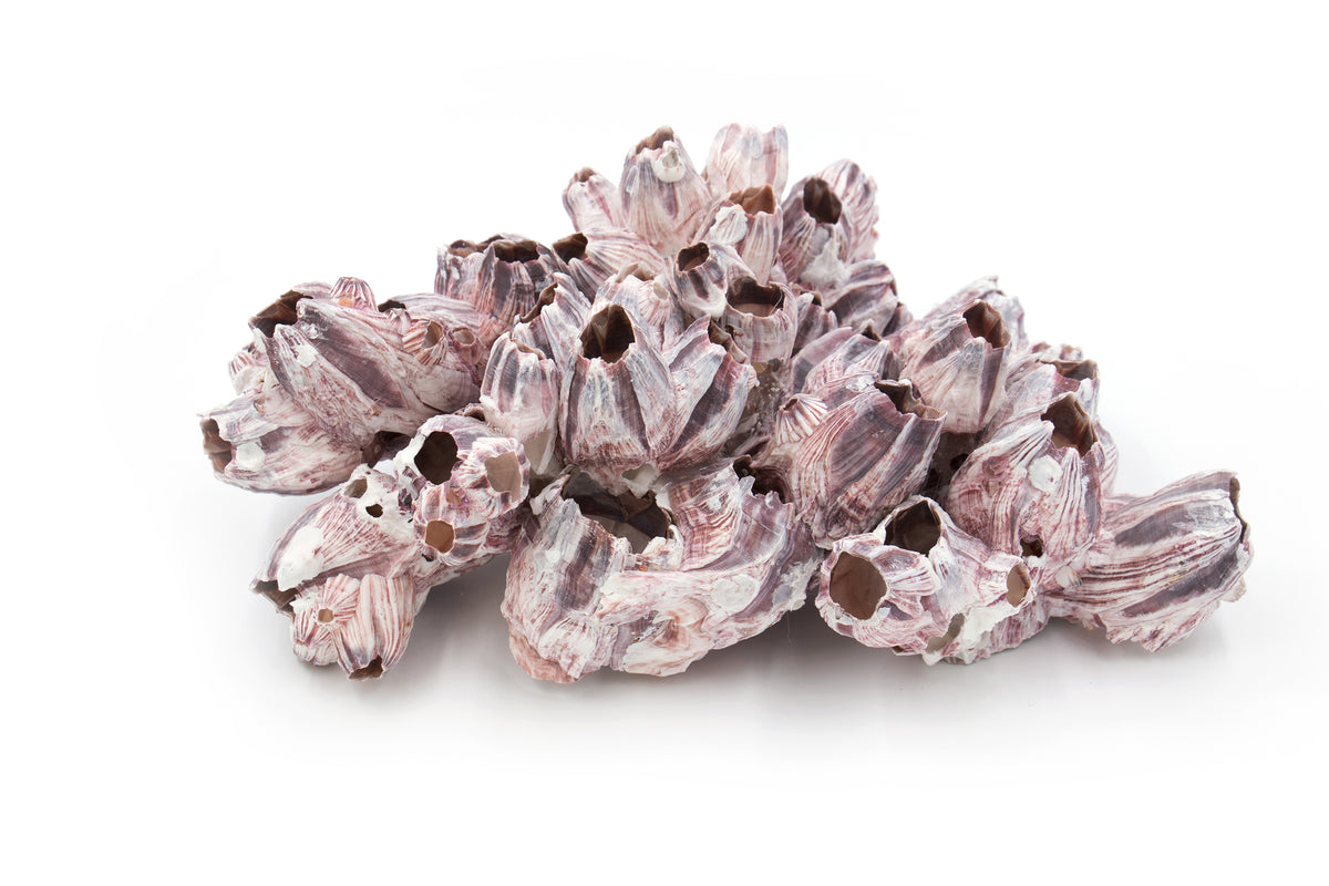 Medium Pink and Purple Barnacle Clusters – Peek A Blue