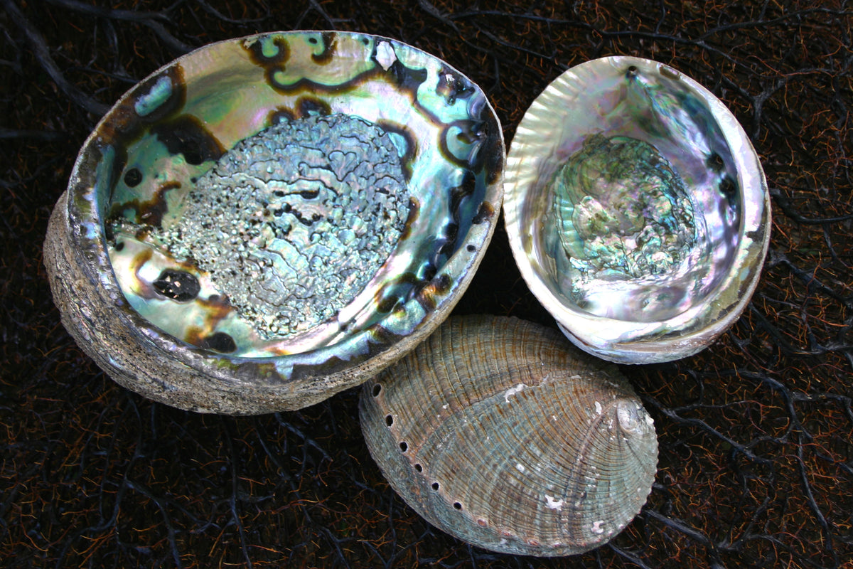 Natural Black and Green Abalone Shell – Peek A Blue