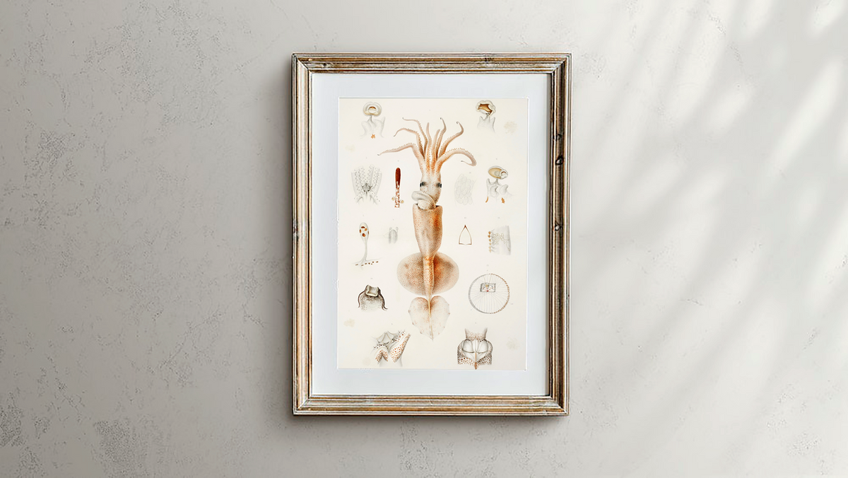 Vintage Wall Art - Grimaldi Scaled Squid Scientific Illustration – Peek ...