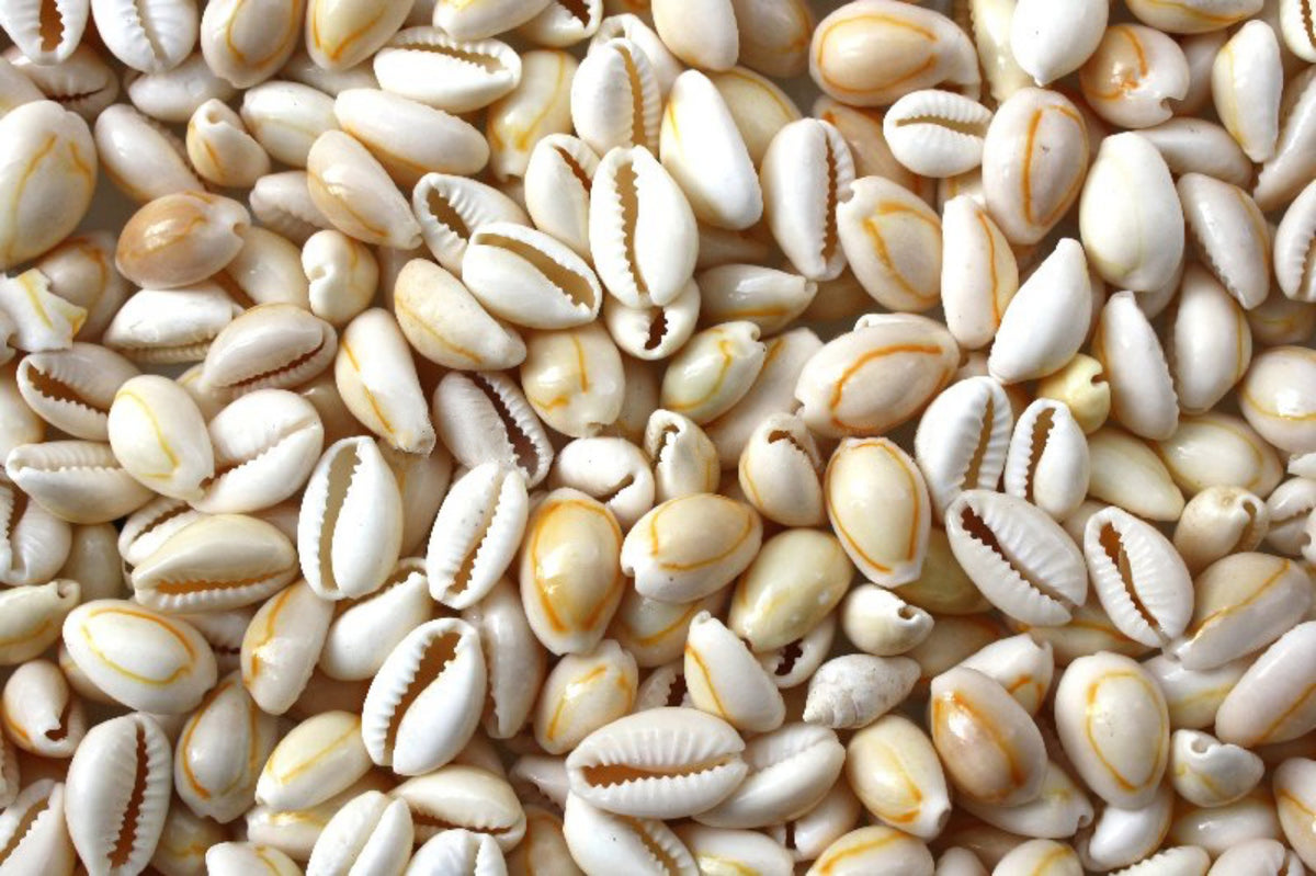 Creamy Beige Cowrie Seashells - 1 Kg – Peek A Blue