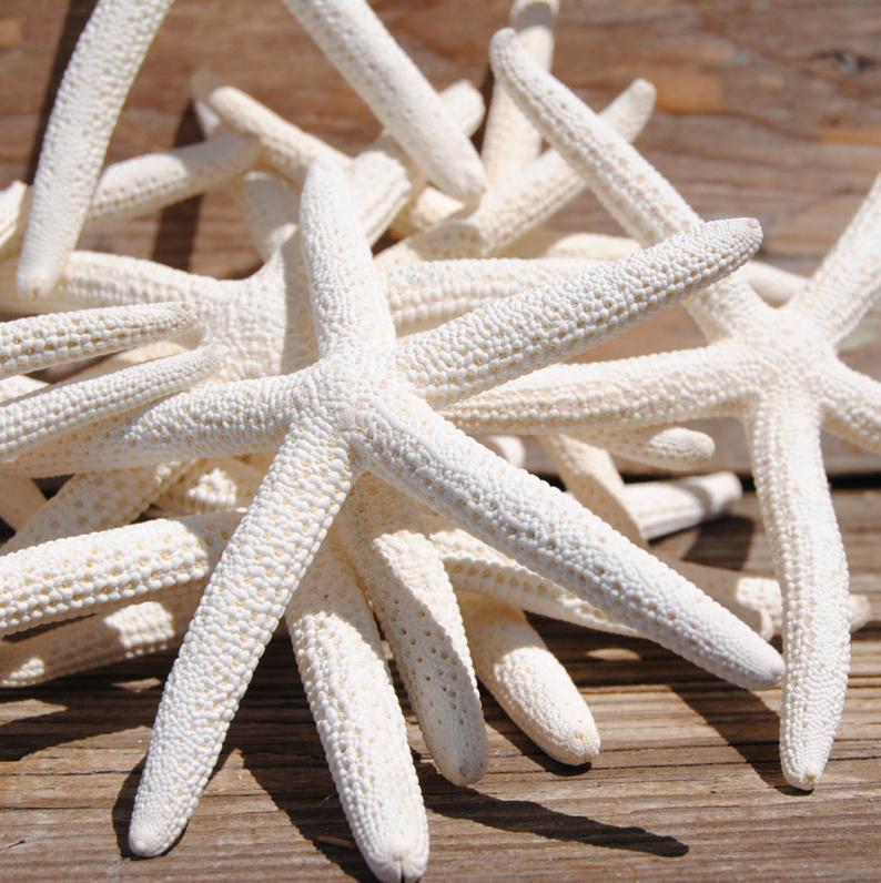 Finger Starfish - Creamy White – Peek A Blue