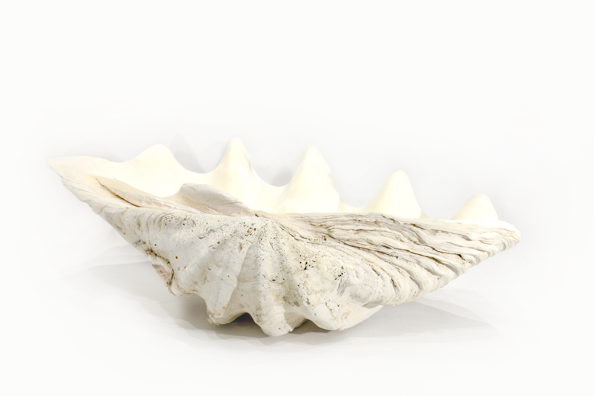 Premium Giant Clam Shell – Peek A Blue