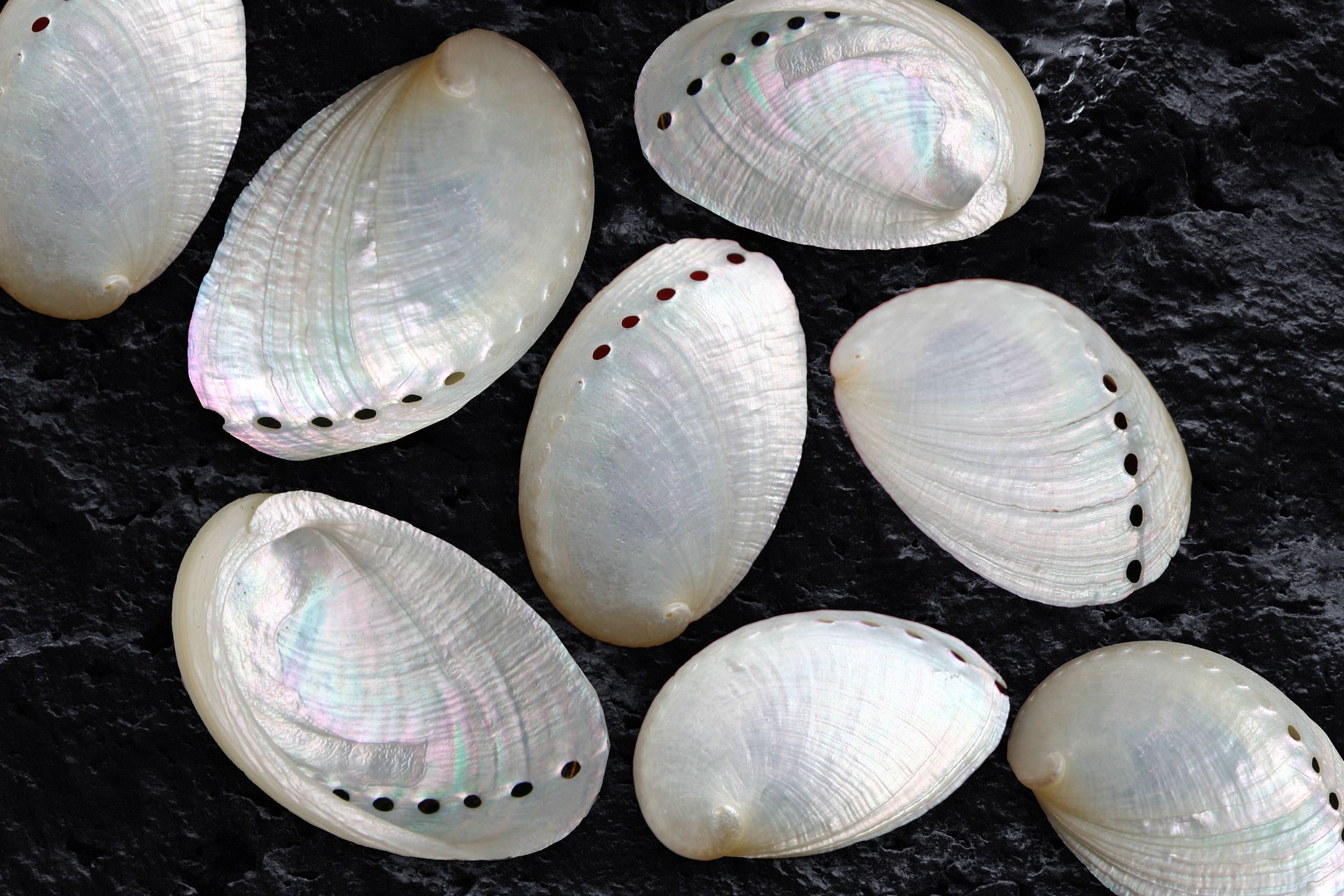 Pearly White Abalone Shells - Pack of 50 – Peek A Blue