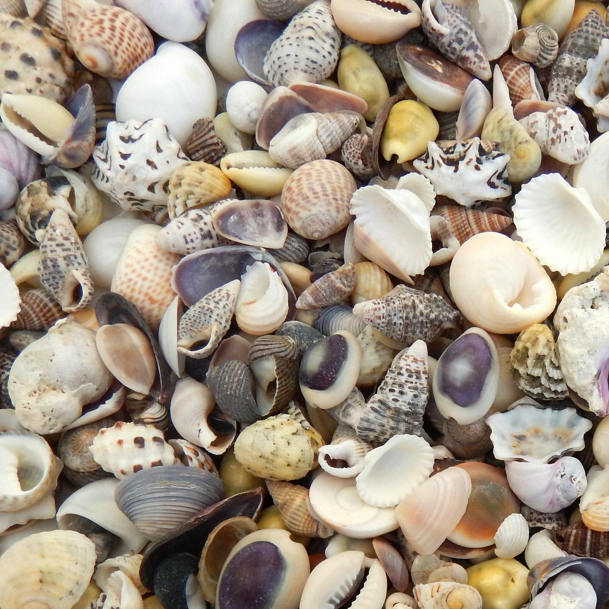Premium Baby Seashell Mix - 1 Kg – Peek A Blue