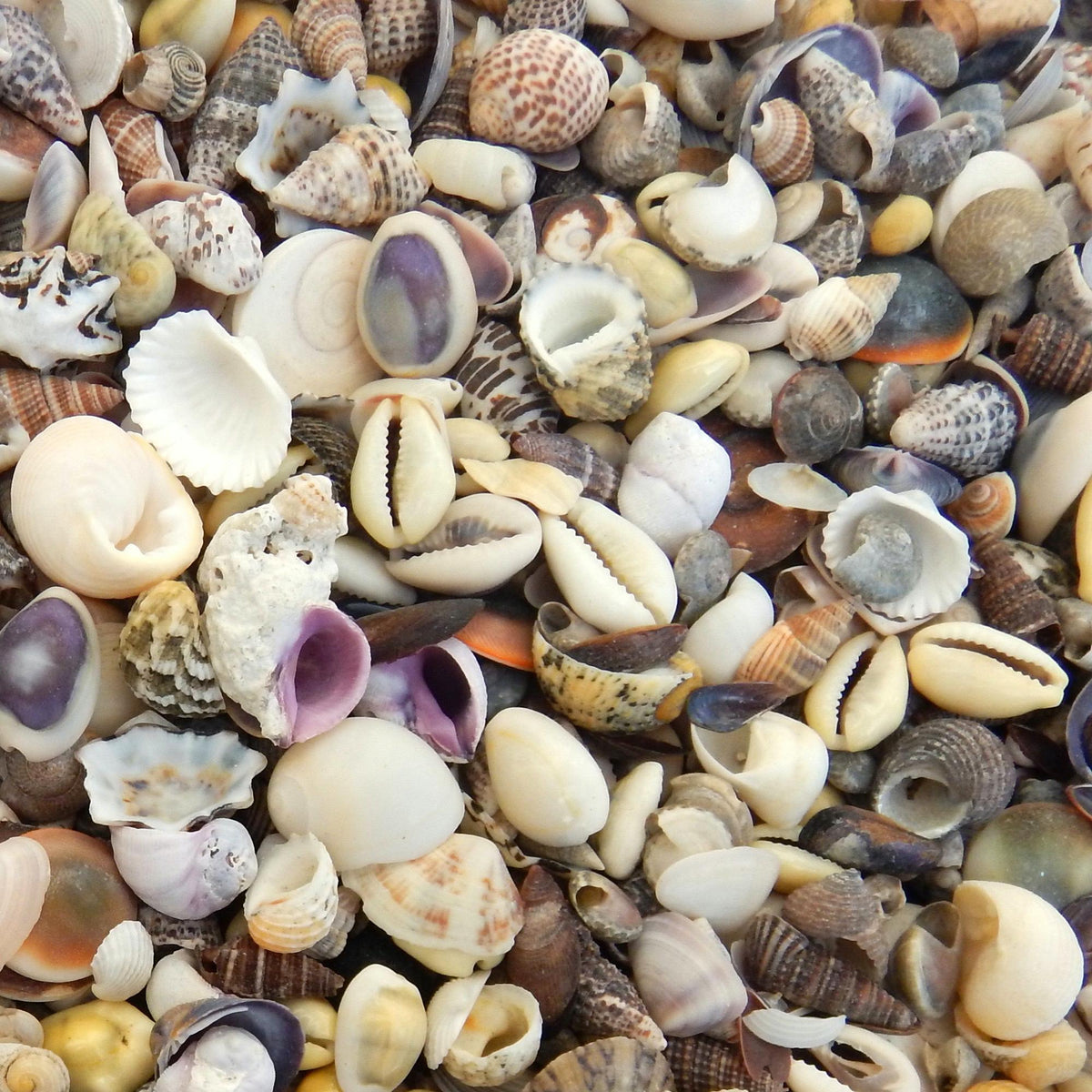 Premium Baby Seashell Mix - 1 Kg – Peek A Blue