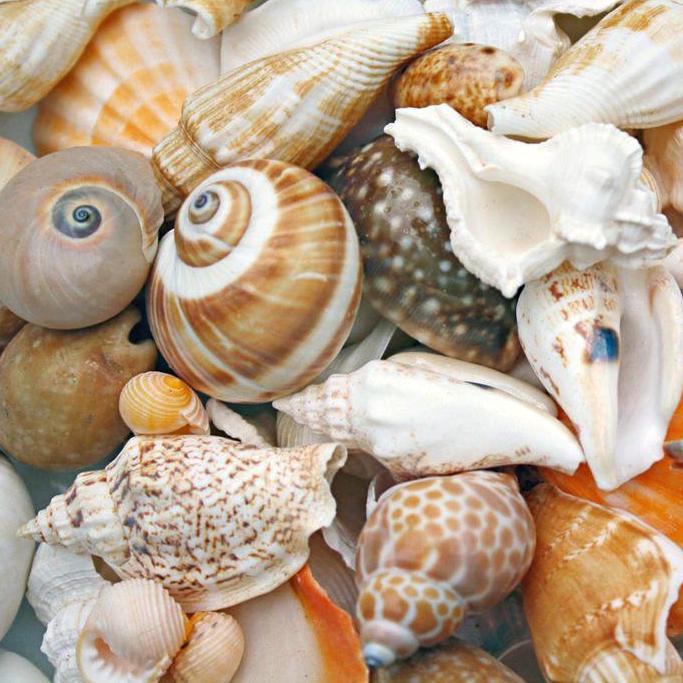 Large Cream Beige and Tan Seashell Mix - 1 Kg – Peek A Blue