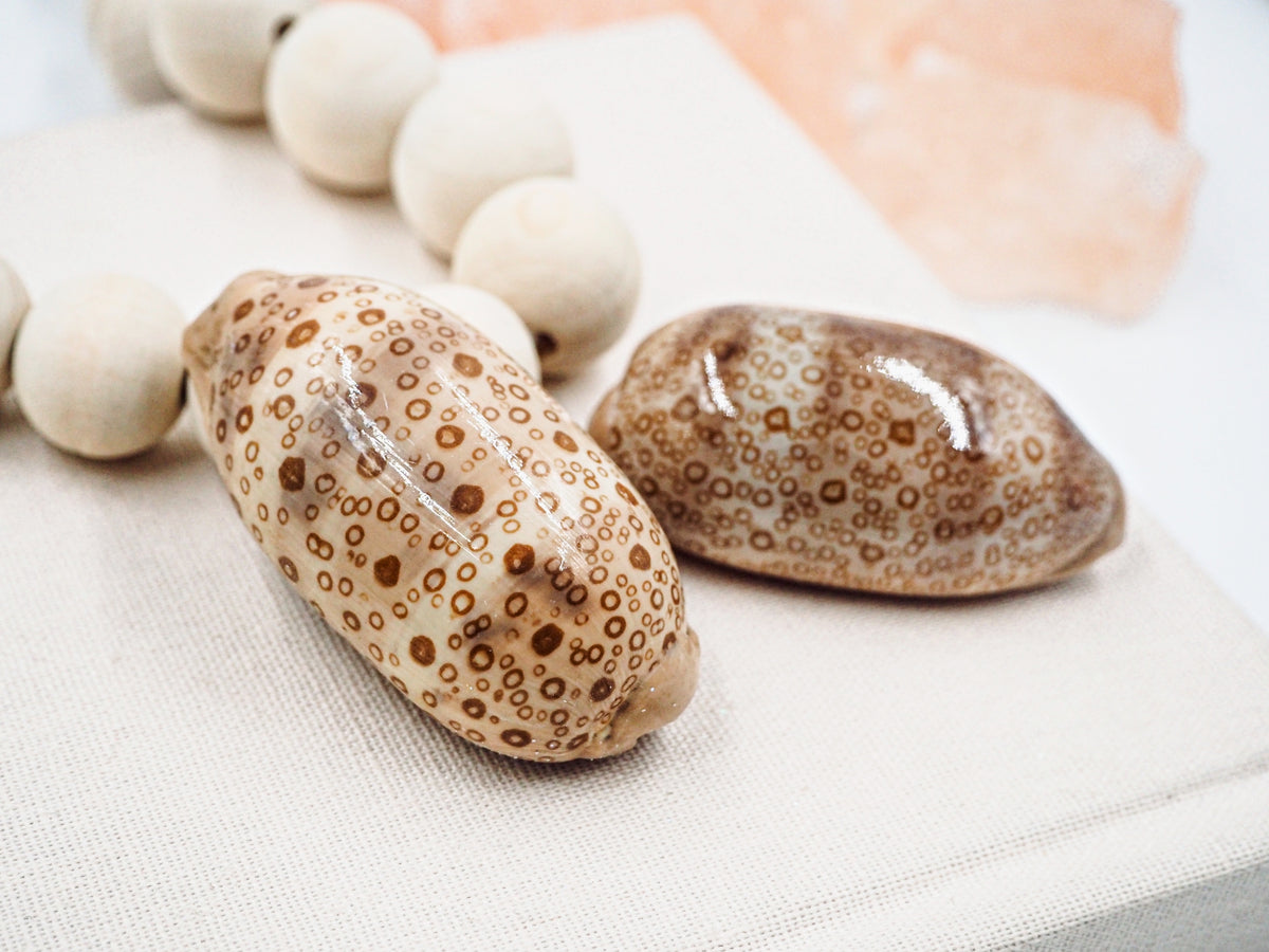 Creamy Brown and Beige Spotty Cowrie Seashell – Peek A Blue