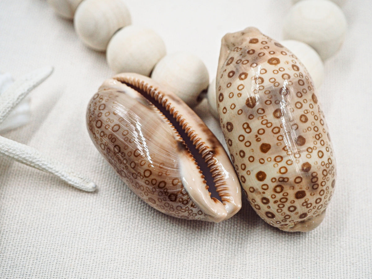 Creamy Brown and Beige Spotty Cowrie Seashell – Peek A Blue